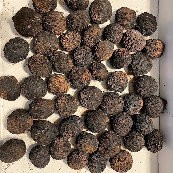 Black Walnut Shells - Etsy