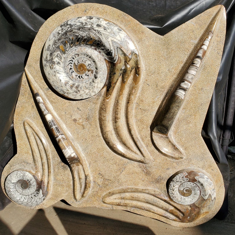 Giant Ammonite and Orthoceras Fossil - Etsy