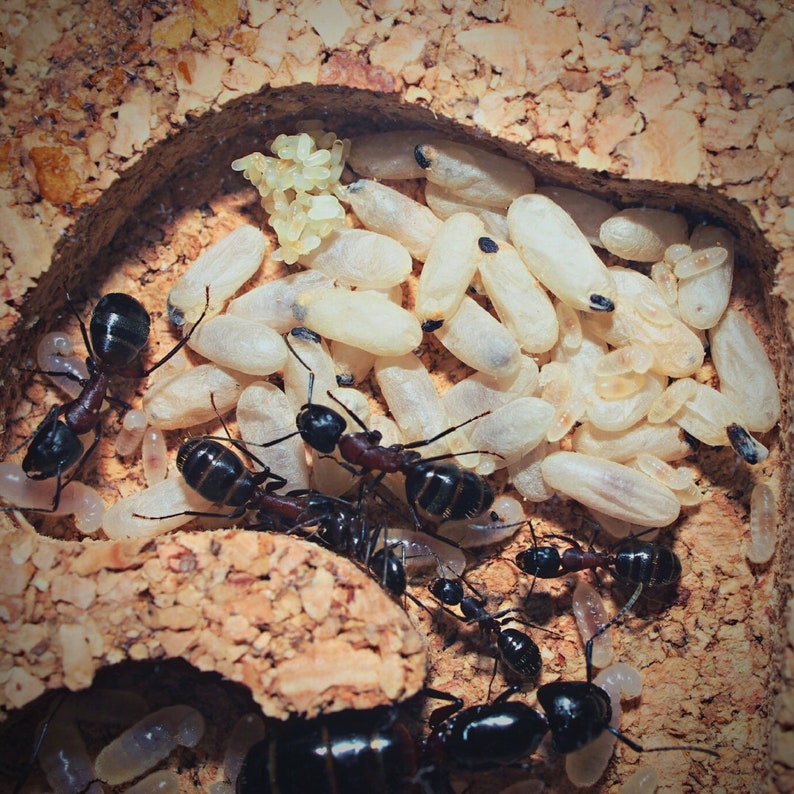 Ant Farm - Happyant Modular Ant Habitat With Outworld (starter Kit ...