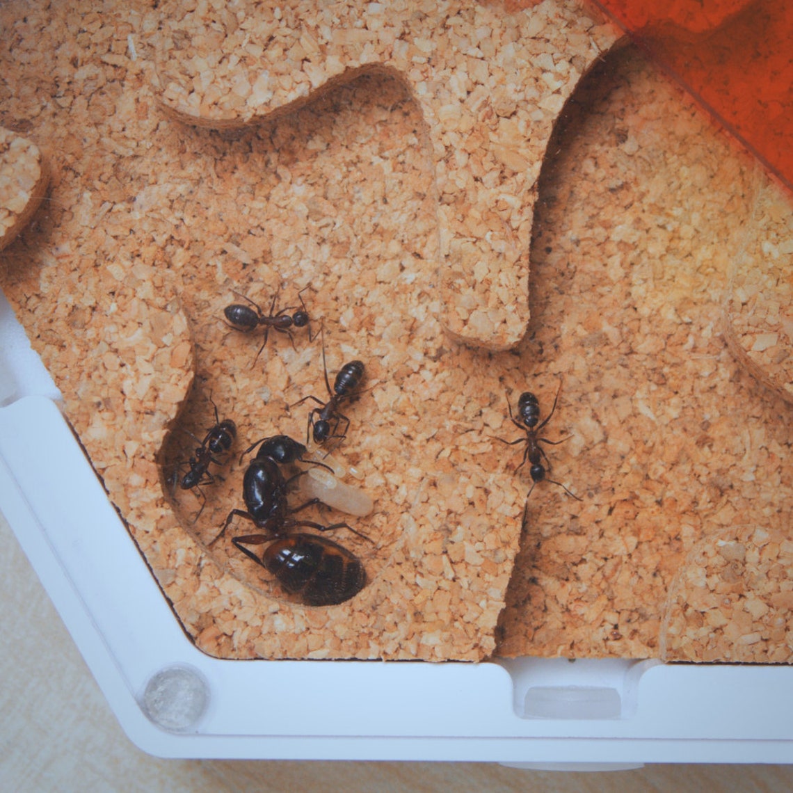 Ant Farm - Happyant Modular Ant Habitat With Outworld (starter Kit ...