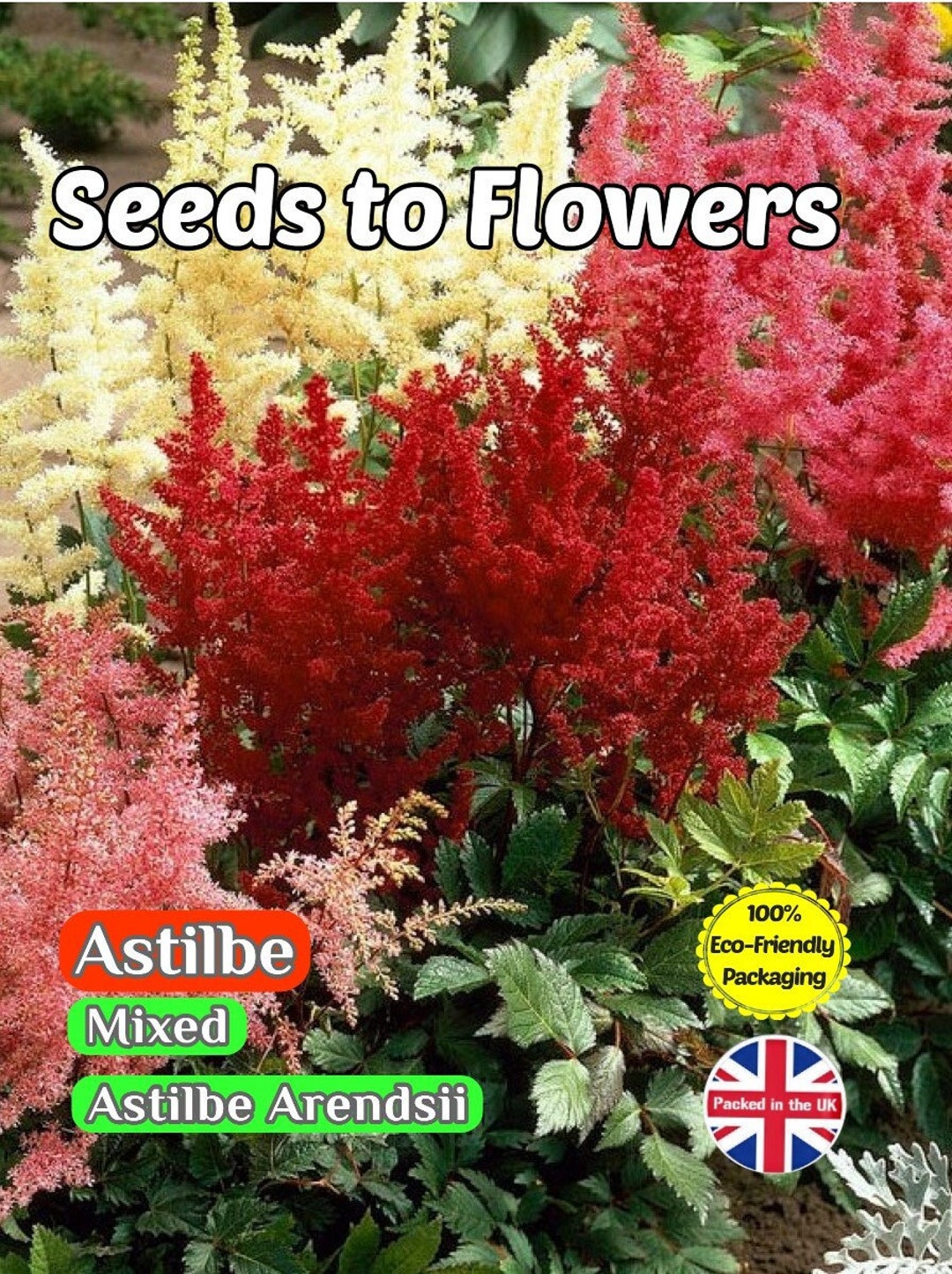 Astilbe Arendsii Mixed Seeds - Showy Plumes, Garden Perennial (51 Seeds ...