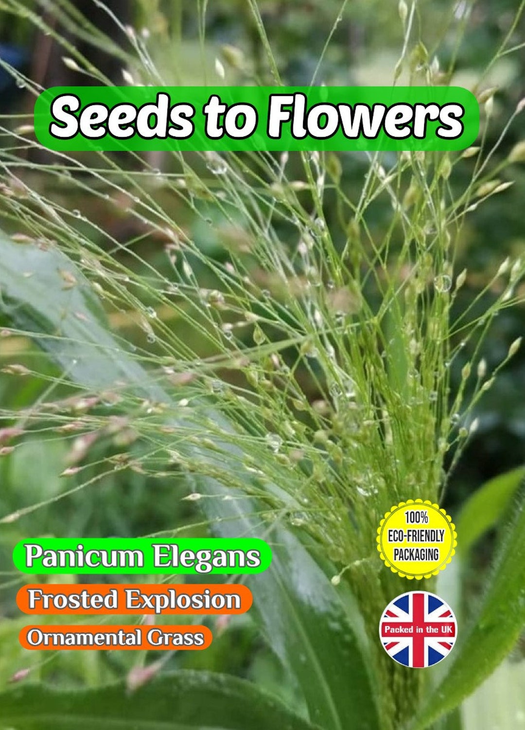 Panicum Elegans Seeds: Frosted Explosion Ornamental Grass (600 Seeds ...