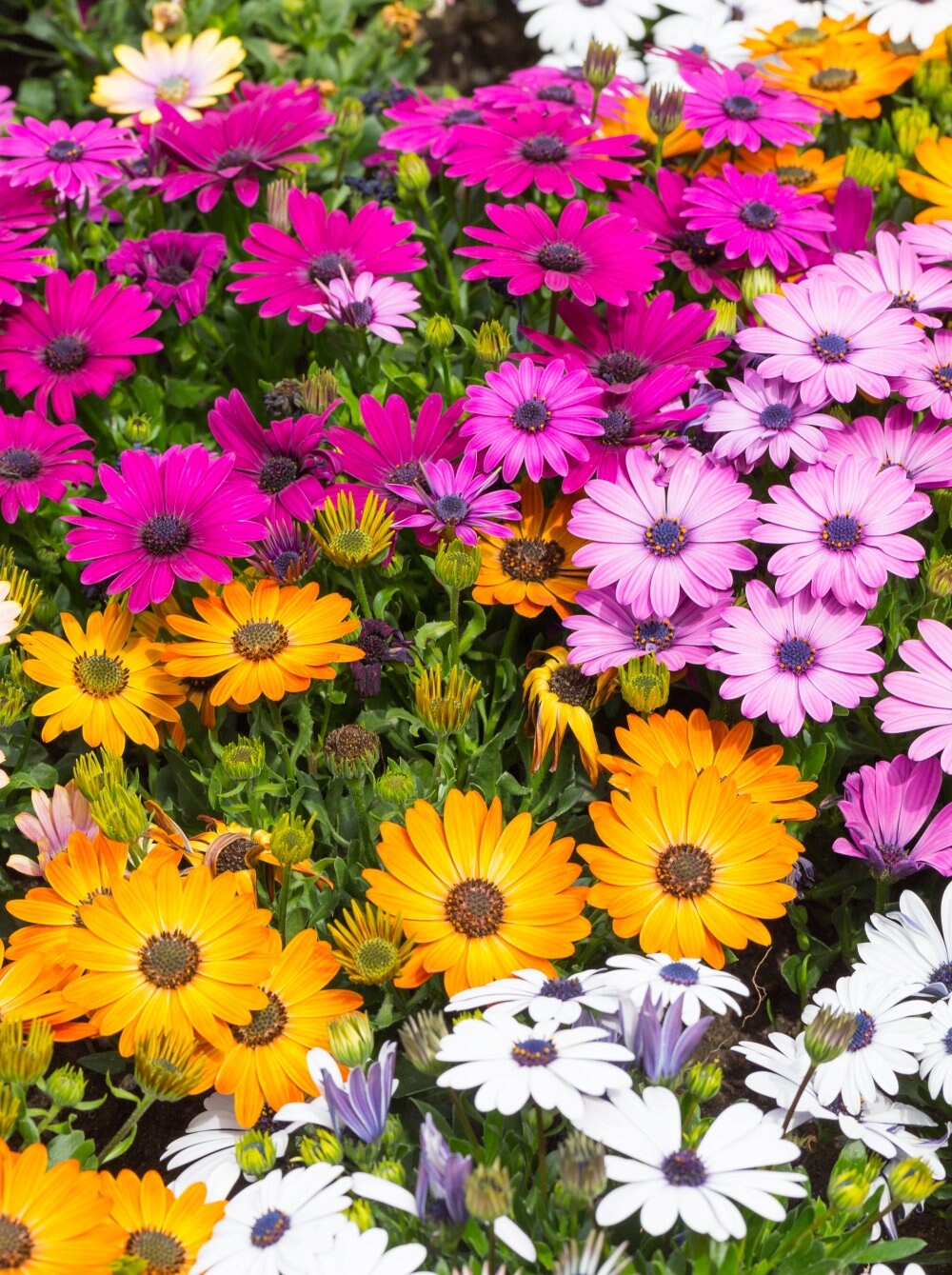 African Daisy Dimorphotheca Sinuata Mixed 1350 High Quality Seeds Fully ...