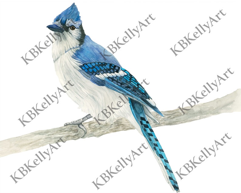 Blue Jay Sticker Watercolor Blue Jay Sticker Laminated Vinyl - Etsy