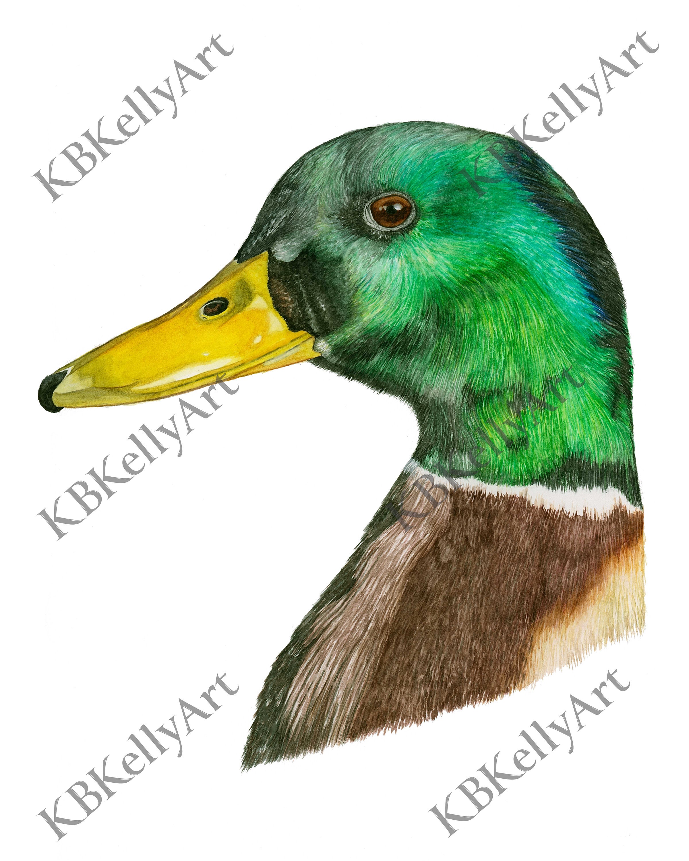 Mallard Duck Sticker. Male Duck Laminated Sticker. Water Resistant Die ...