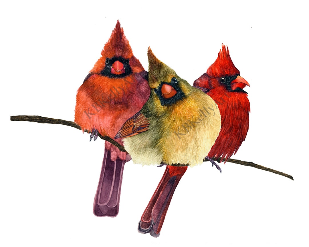Cardinals Watercolor Art Print Three Cardinals on Branch Cardinal ...