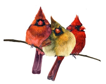 Cardinals Watercolor Art Print Two Cardinals on Branch Cardinal ...