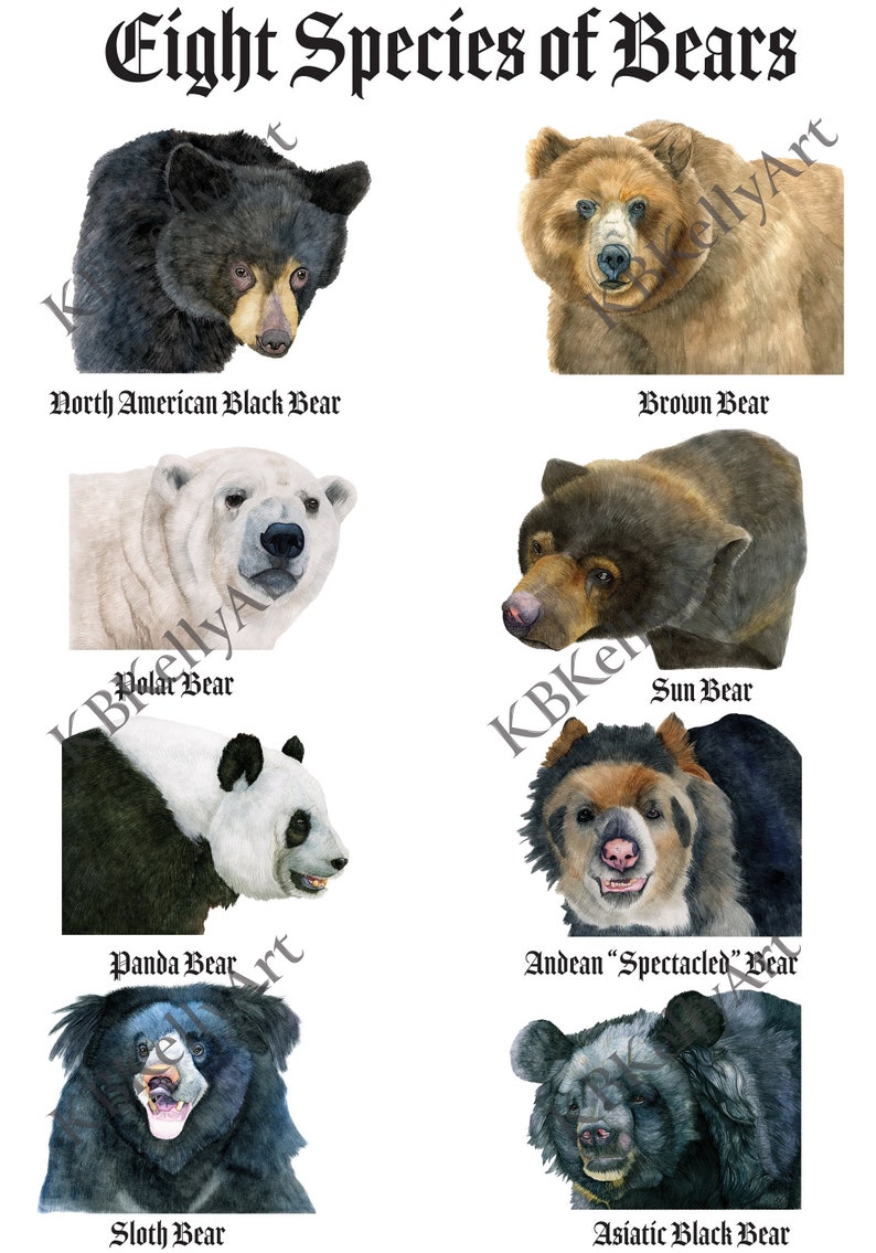 Eight Species of Bears Realistic Watercolor Painting. Signed Original ...