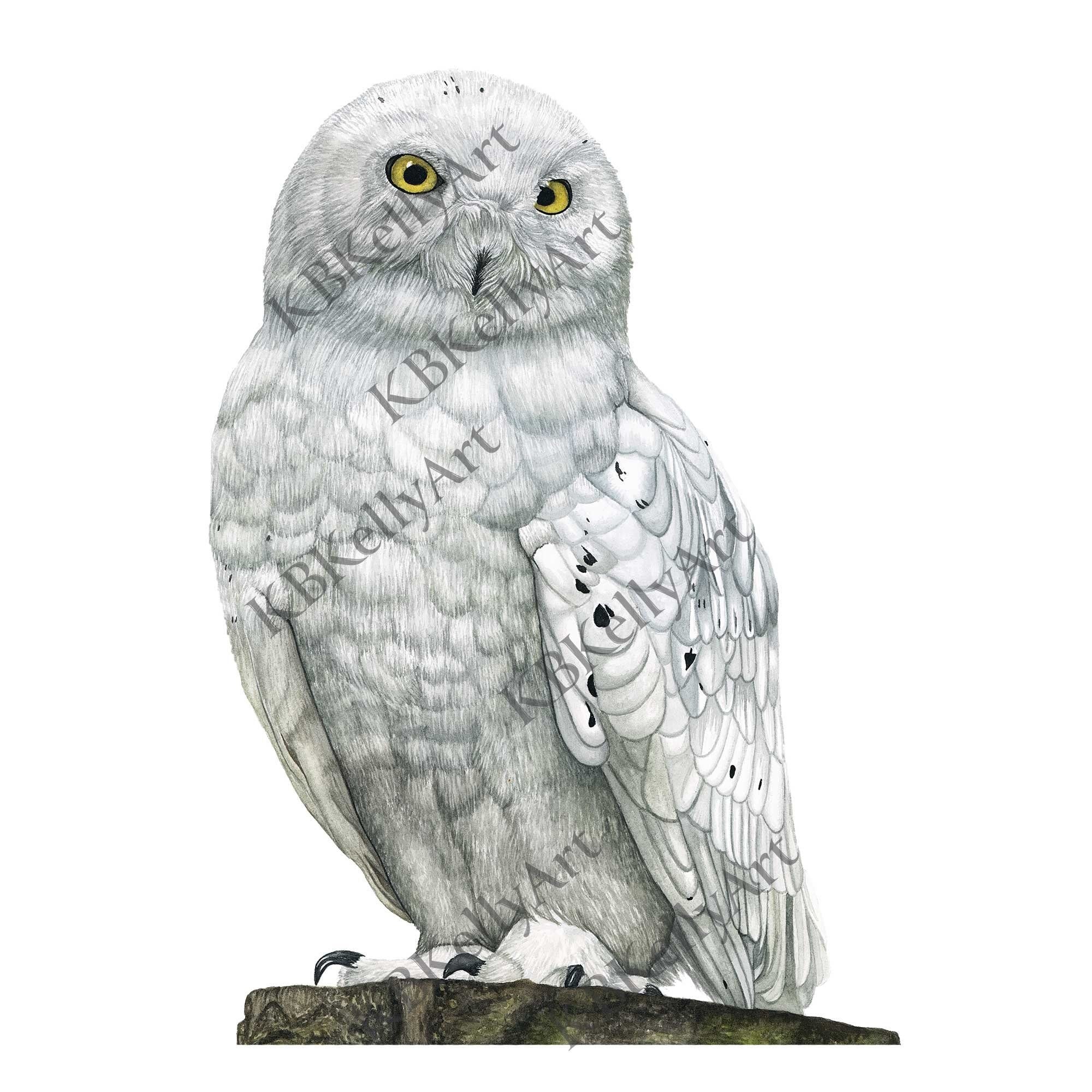 Cute Snowy Owl Drawing