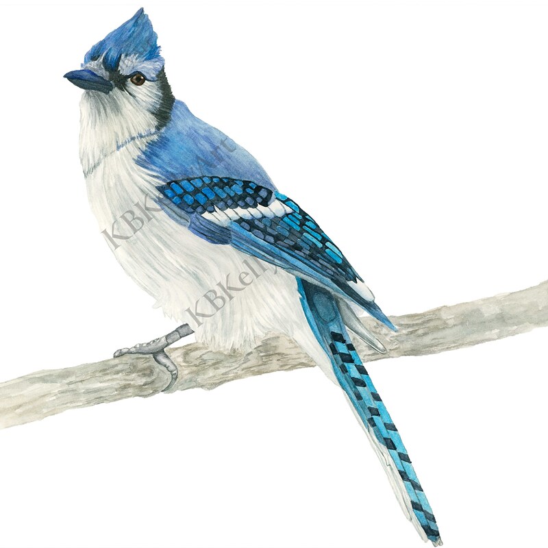 Blue Jay Art - Etsy