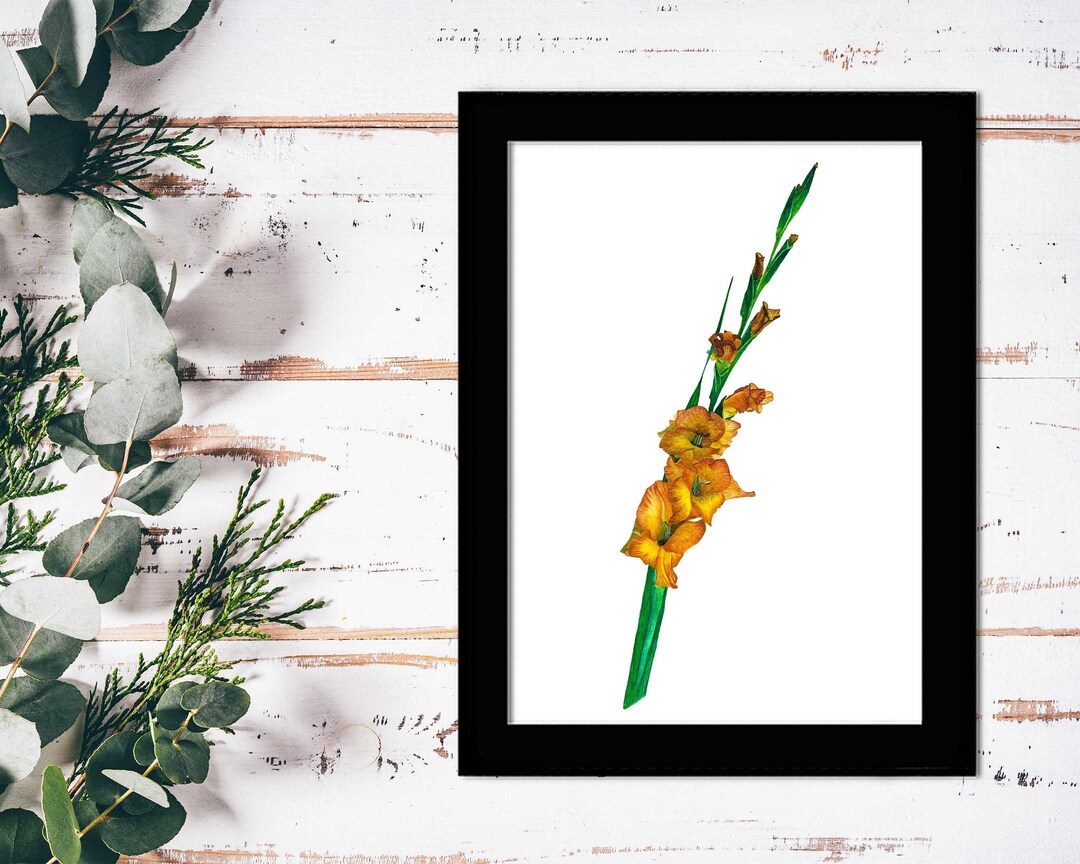 August Birth Flower Watercolor Art Print Gladiolus Flower Painting Wall ...