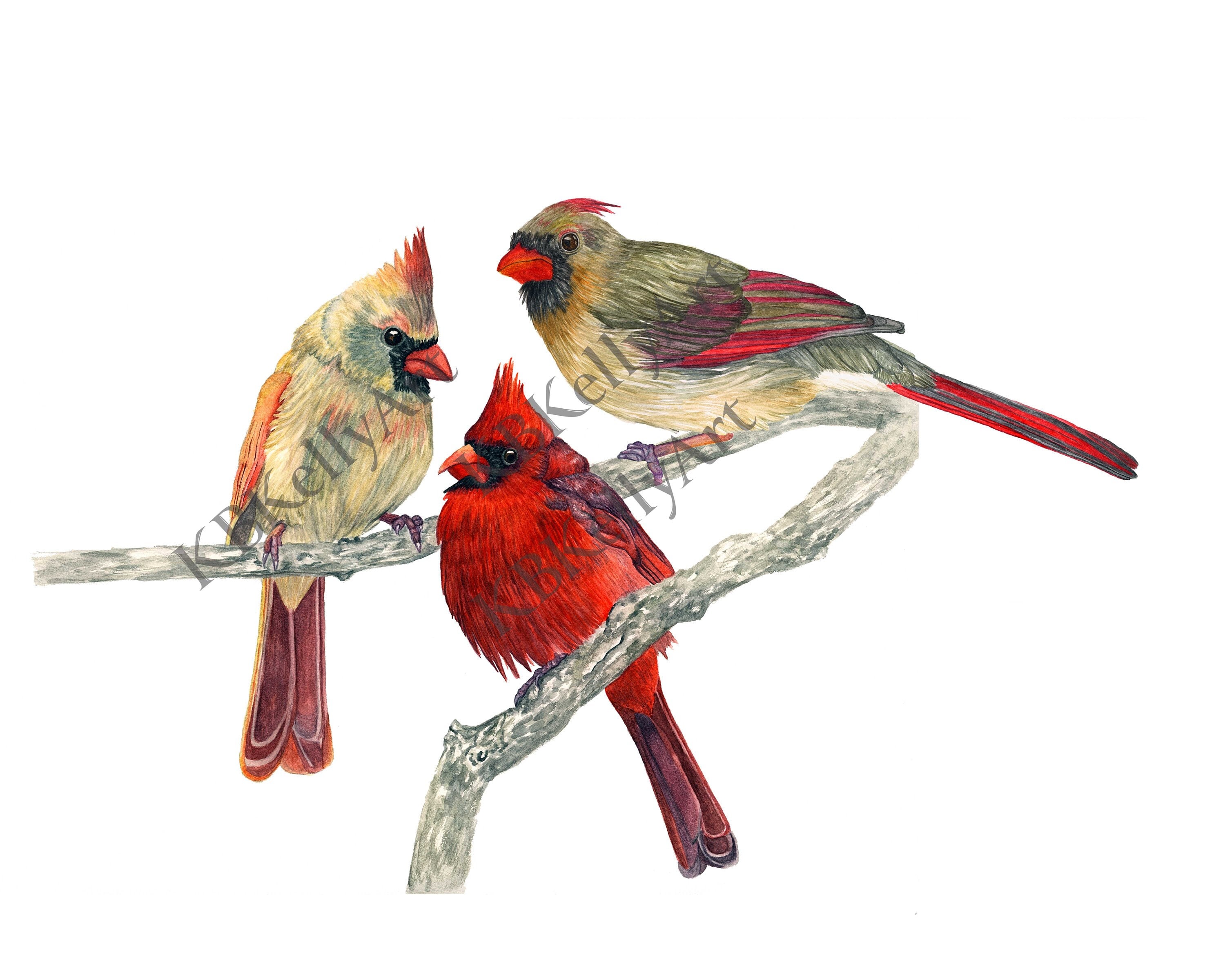 Three Cardinal Birds Watercolor Art Print, Memorial, Thinking of You ...