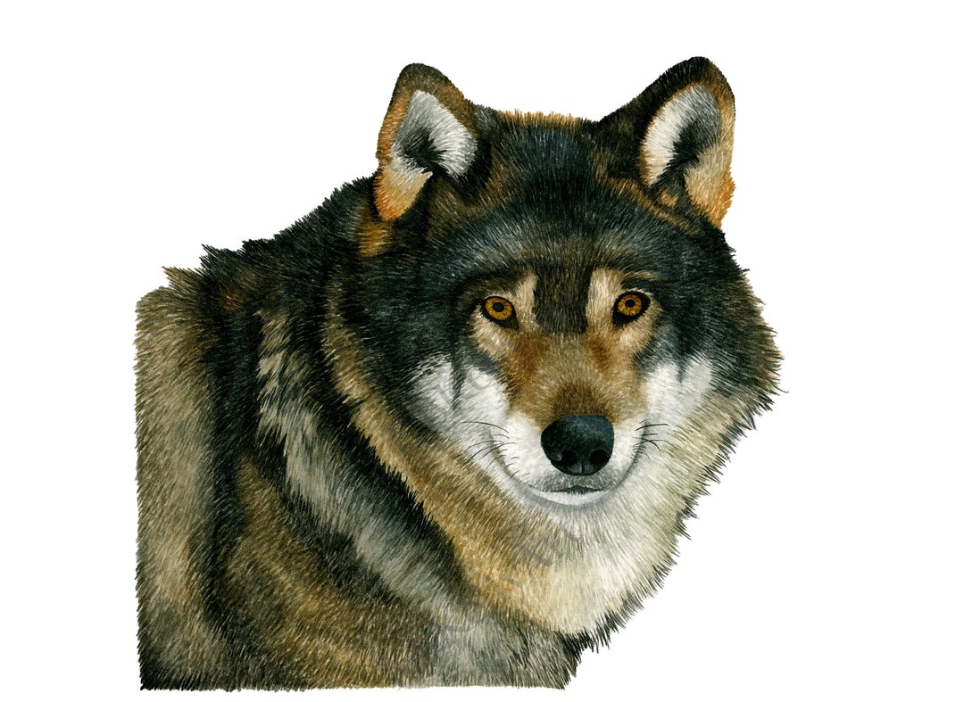 Wolf Watercolor Art Print Gray Wolf Painting Wall Art Decor Original ...