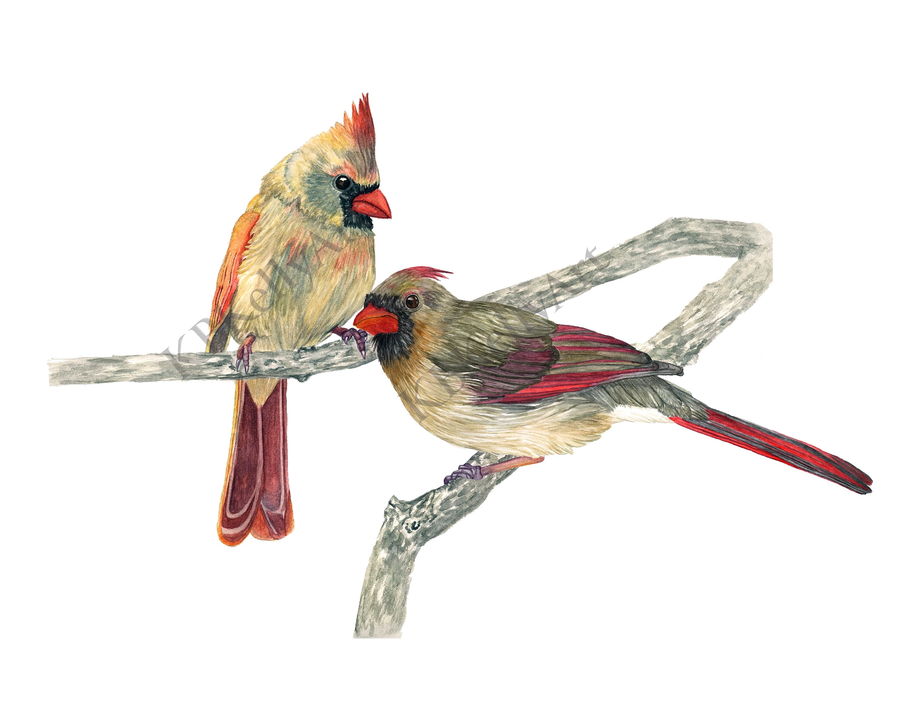 Two Female Cardinal Birds Art Print. Watercolor Female Cardinals ...