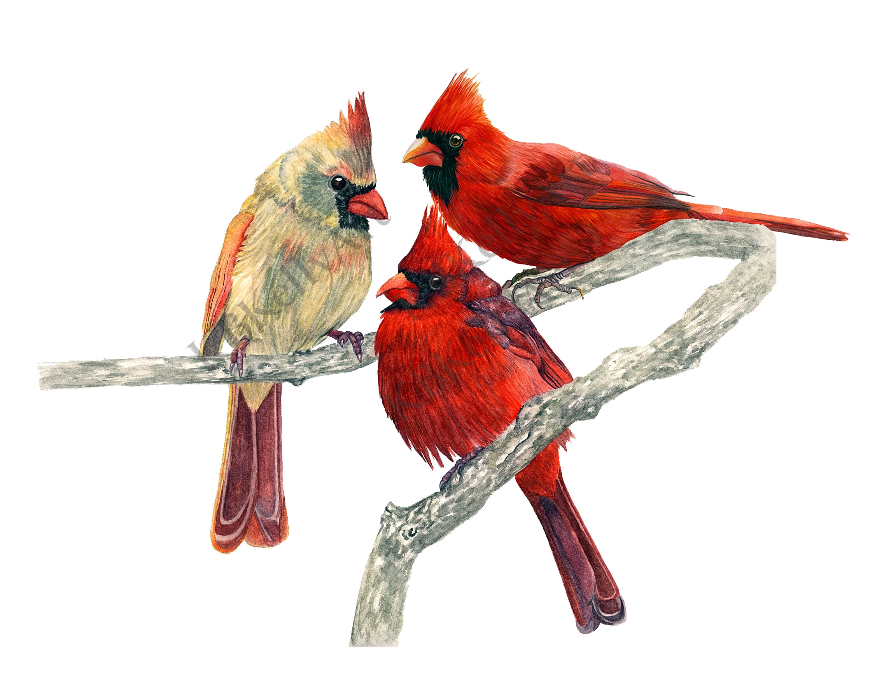 Three Cardinal Birds Realistic Watercolor Art Print. Male Cardinals and ...