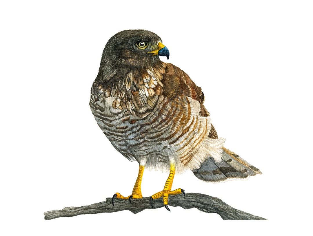 Roadside Hawk Realistic Watercolor Art Print. Hawk Painting From Bird ...
