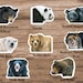 Sun Bear Die Cut Sticker. Original Watercolor Painting From Bear Series ...