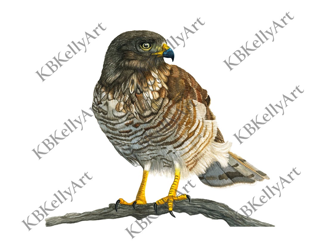 Roadside Hawk Realistic Watercolor Art Print. Hawk Painting - Etsy
