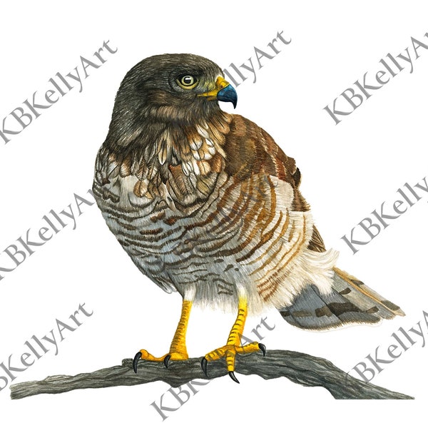 Hawk - Etsy