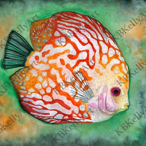 Discus Fish Wall Art - Etsy