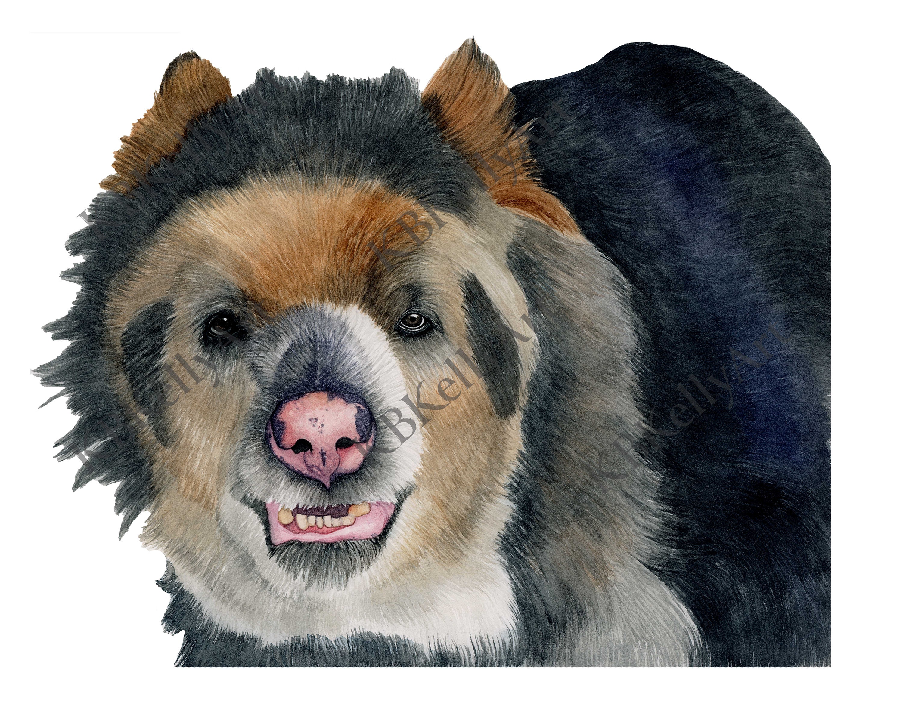 Spectacled Bear Drawing