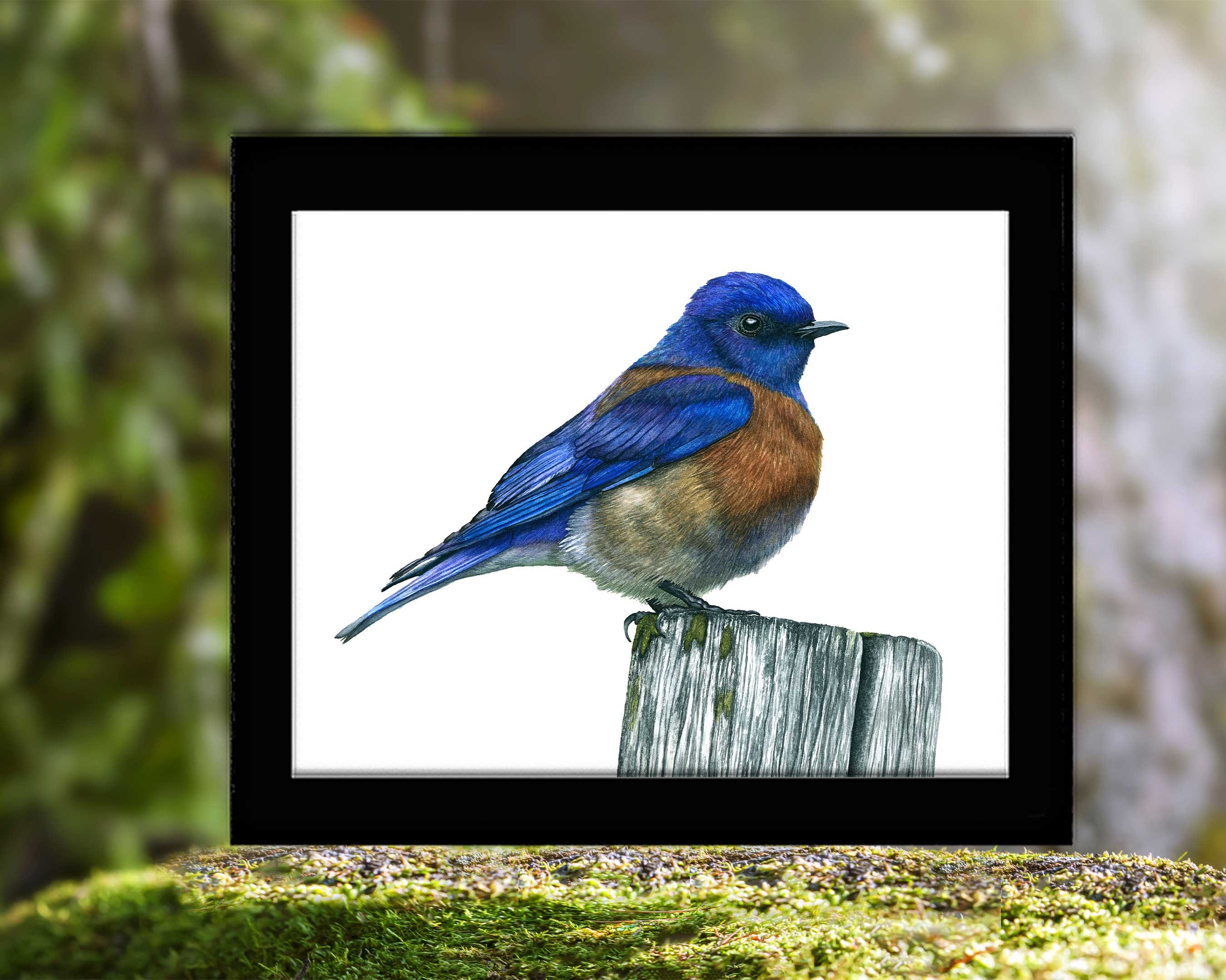 Bluebird Watercolor Art Print Blue Bird Wall Art Decor Eastern - Etsy