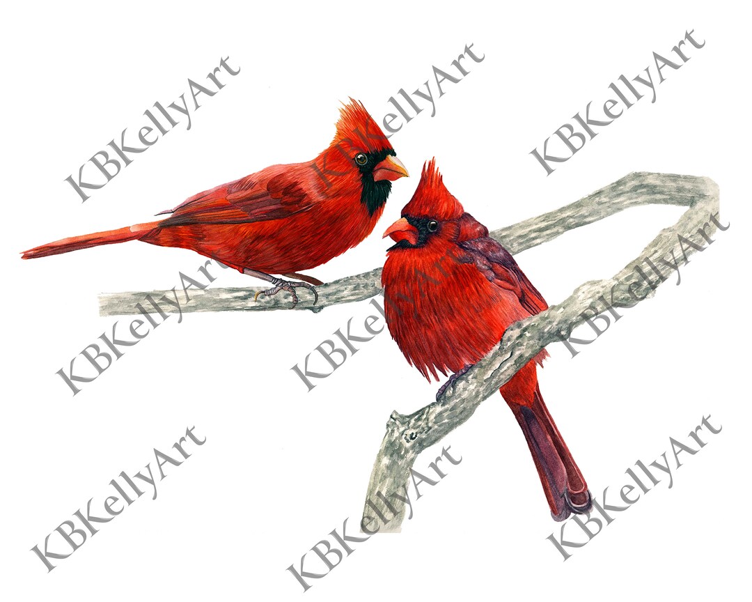 Two Male Cardinals Watercolor Art Print, Pair of Northern Cardinals ...