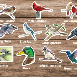 Blue Jay Sticker, Watercolor Blue Jay Sticker, Laminated Vinyl Sticker ...