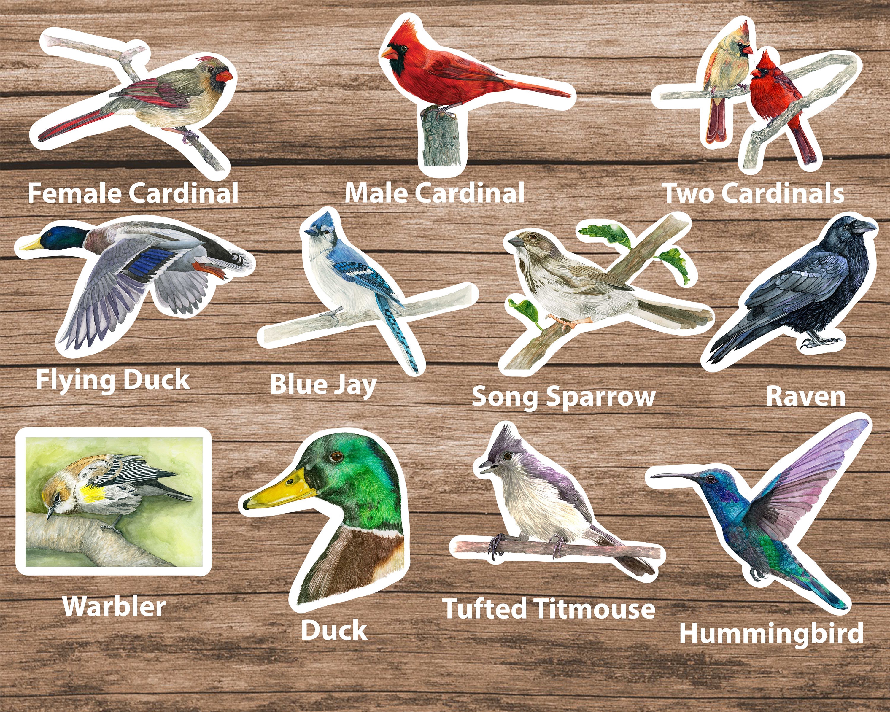 Blue Jay Sticker, Watercolor Blue Jay Sticker, Laminated Vinyl Sticker ...