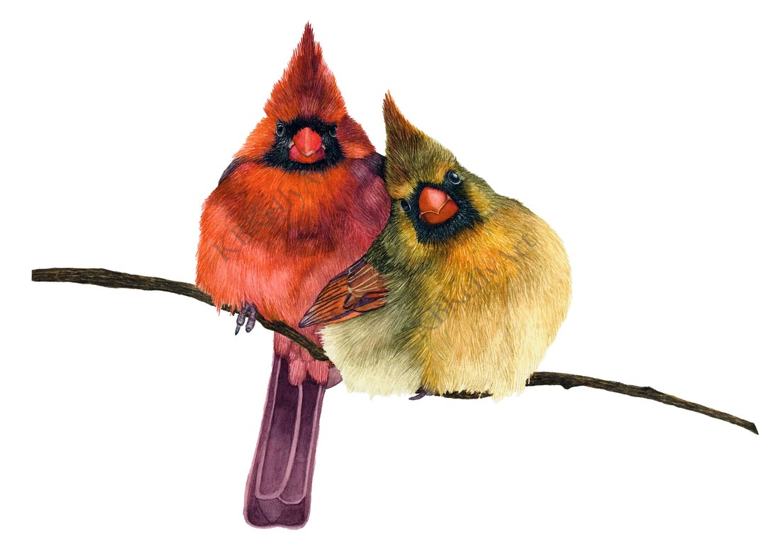 Cardinals Watercolor Art Print Two Cardinals on Branch Cardinal ...