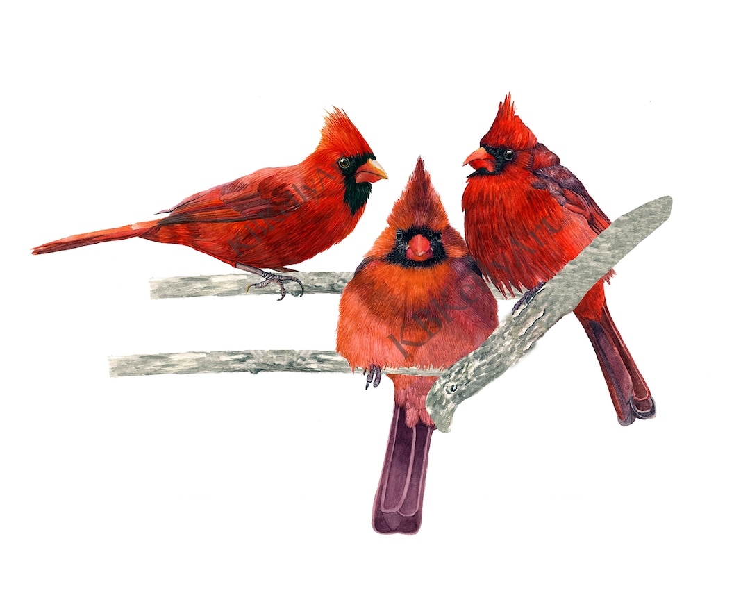 Three Cardinals Watercolor Art Print Male Cardinals Red Cardinal Birds ...