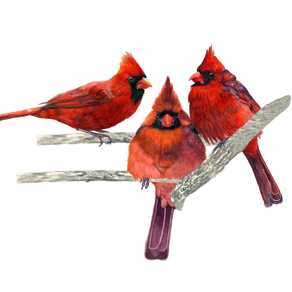 Cardinal Painting - Etsy