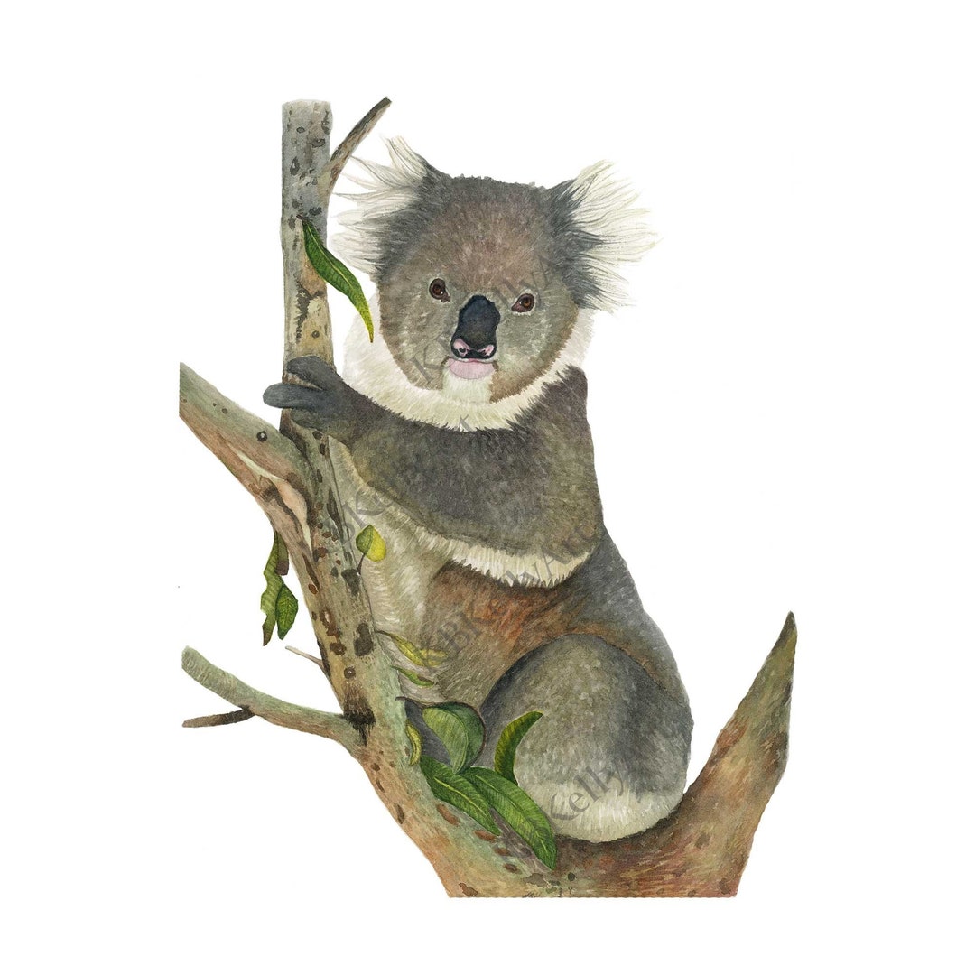 Koala Watercolor Art Print, Cute Koala Bear Art, Koala Wall Decor ...