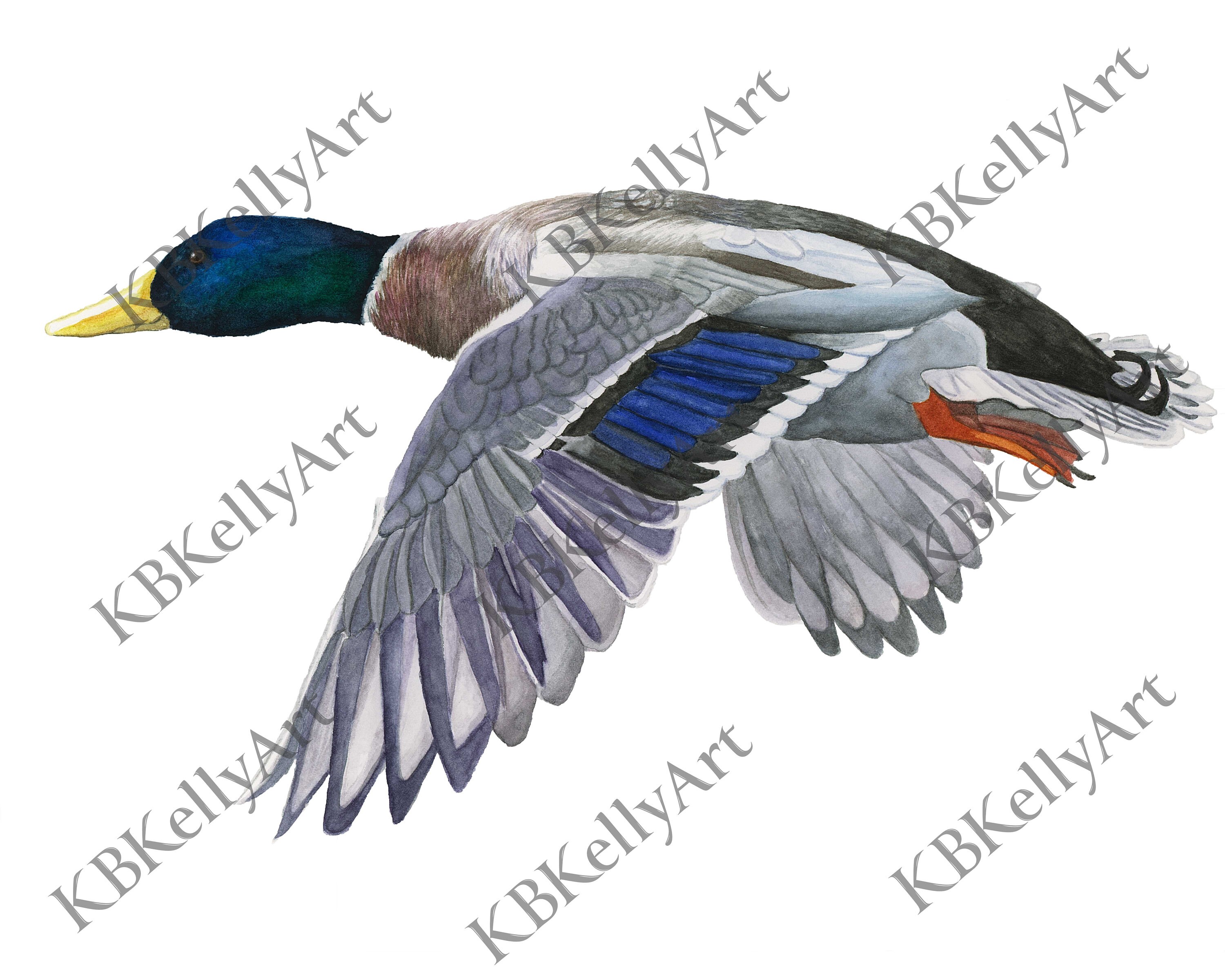 Mallard Duck Sticker, Flying Duck Sticker, Vinyl Laminated Die Cut ...