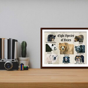 Watercolor Eight Species of Bears Art Print. Bears of the World. Bear ...