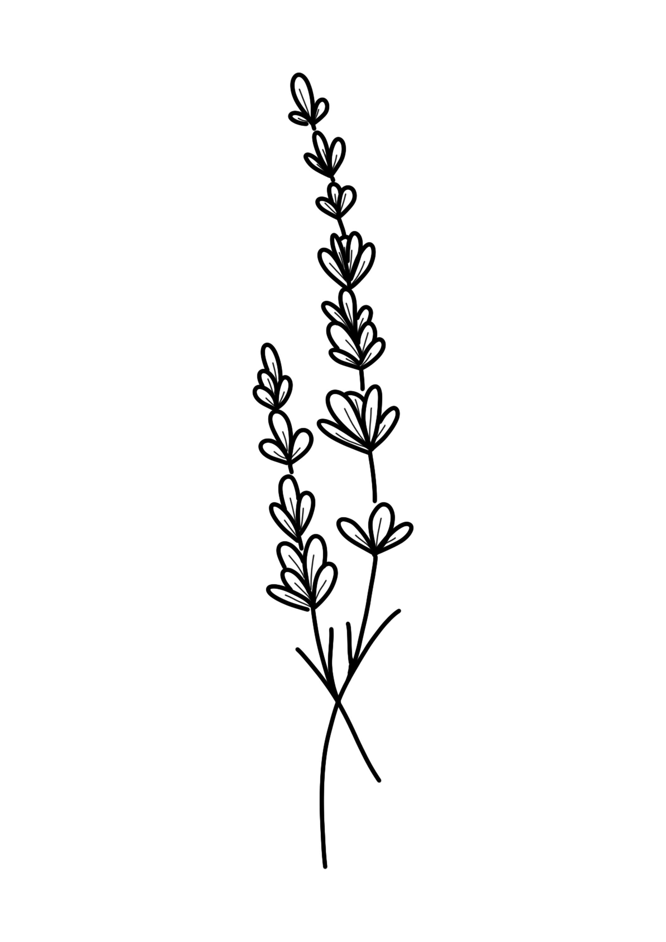 Lavender Art Print Digital Download JPEG - Etsy