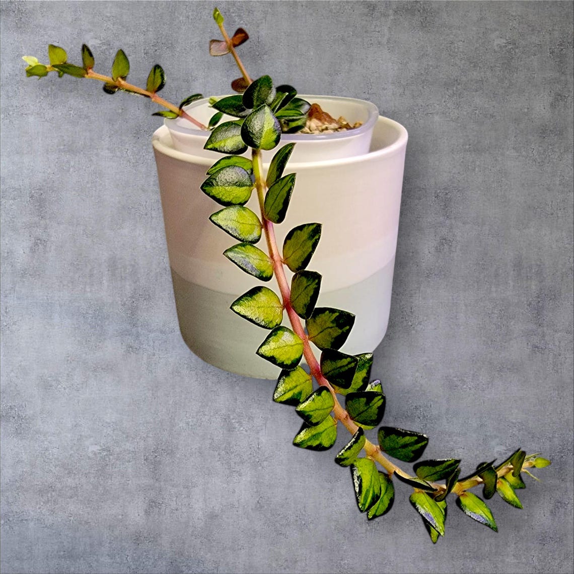 Hoya Chinghungensis Variegated- Fresh Cut - Etsy Canada