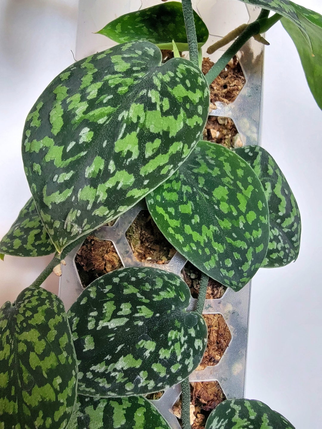 Scindapsus Snake Scale - Fresh Cut - Etsy Canada