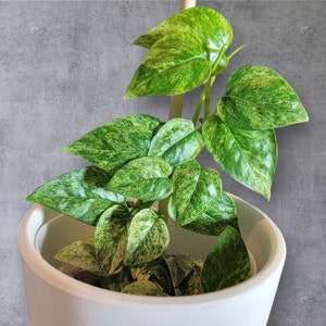 Epipremnum Cebu Blue Ghost Variegated - Fresh Cut - Etsy Canada