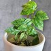 Epipremnum Cebu Blue Ghost Variegated - Fresh Cut - Etsy Canada
