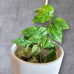 Epipremnum Cebu Blue Ghost Variegated - Fresh Cut - Etsy Canada