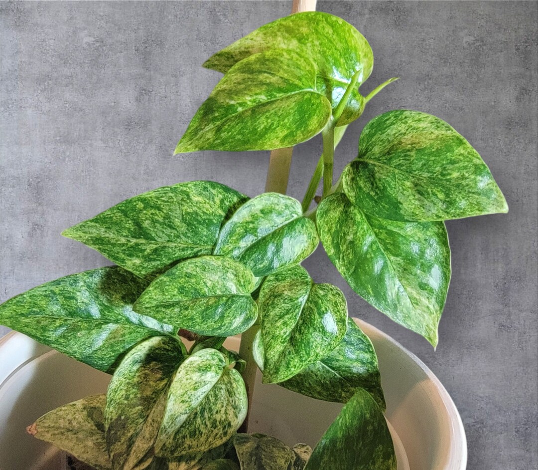 Epipremnum Cebu Blue Ghost Variegated - Fresh Cut - Etsy Canada