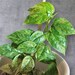 Epipremnum Cebu Blue Ghost Variegated Fresh Cut - Etsy Canada