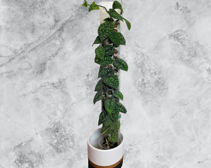 Scindapsus Snake Scale - Fresh Cut - Etsy Canada