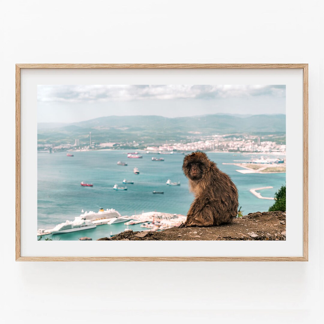 Gibraltar Monkey Photography Print - Fine Art Photography, Wildlife ...