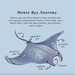 Manta Ray Bag PDF Pattern by Janiesdaisies | Upcycle Old Jeans/denim ...