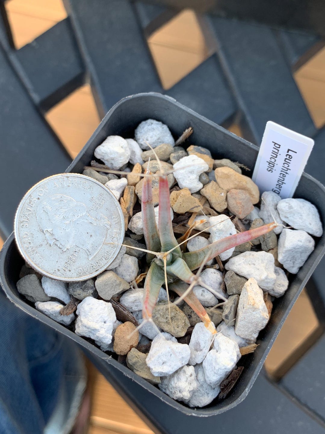 Leuchtenbergia Principis (#77) - Etsy