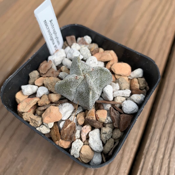 Astrophytum Seeds - Etsy