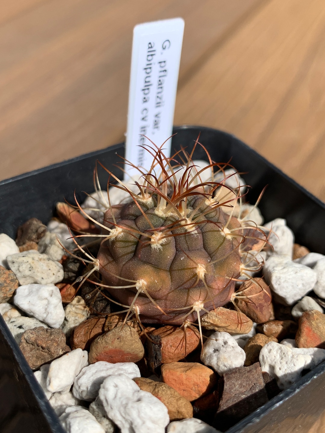 Gymnocalycium Pflanzii Cv Inermis MG479.551 - Etsy