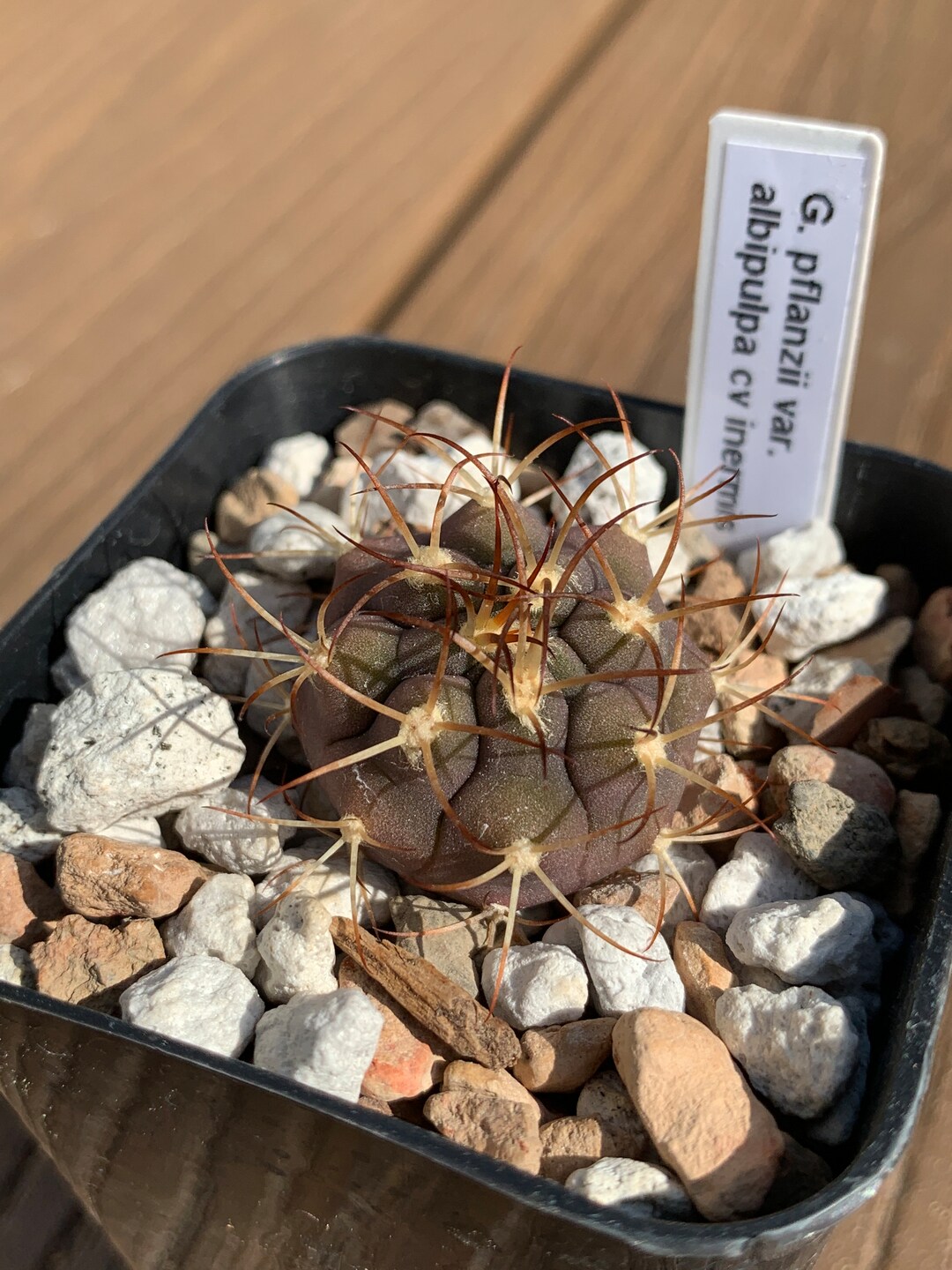 Gymnocalycium Pflanzii Cv Inermis MG479.551 - Etsy